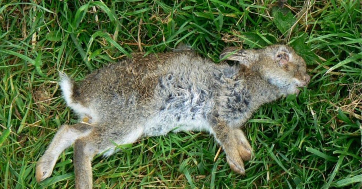 Dead Rabbits Symbolism And Spiritual Meaning